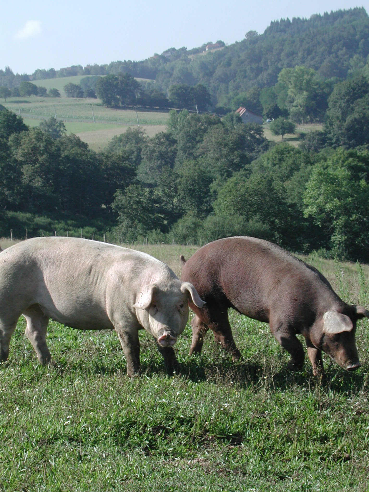 Tout savoir sur les appellations de viande de porc ibérique