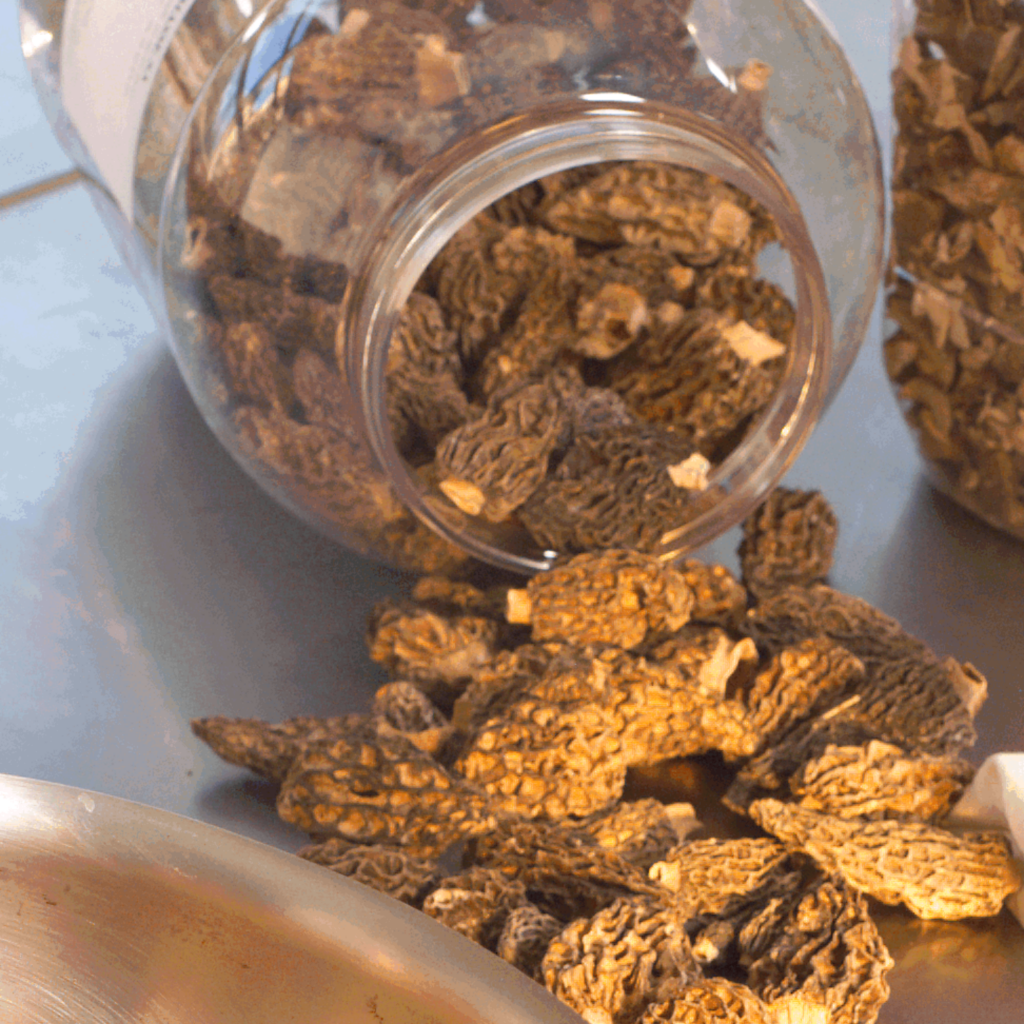 Tout savoir sur la morille - Maison Masse